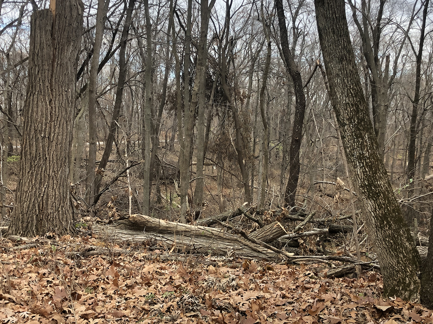 How to fight fire…with fire – Kirkwood Communiqué